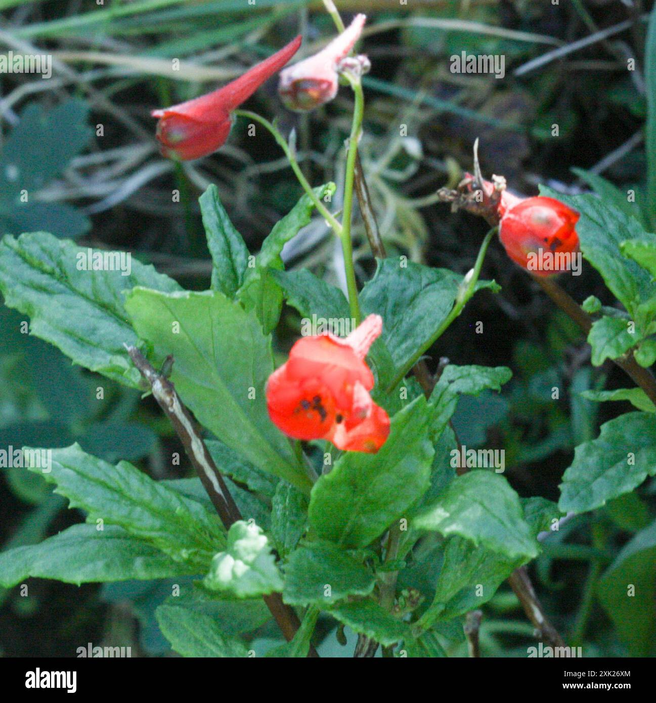 Red larkspur (Delphinium nudicaule) Plantae Stock Photo - Alamy