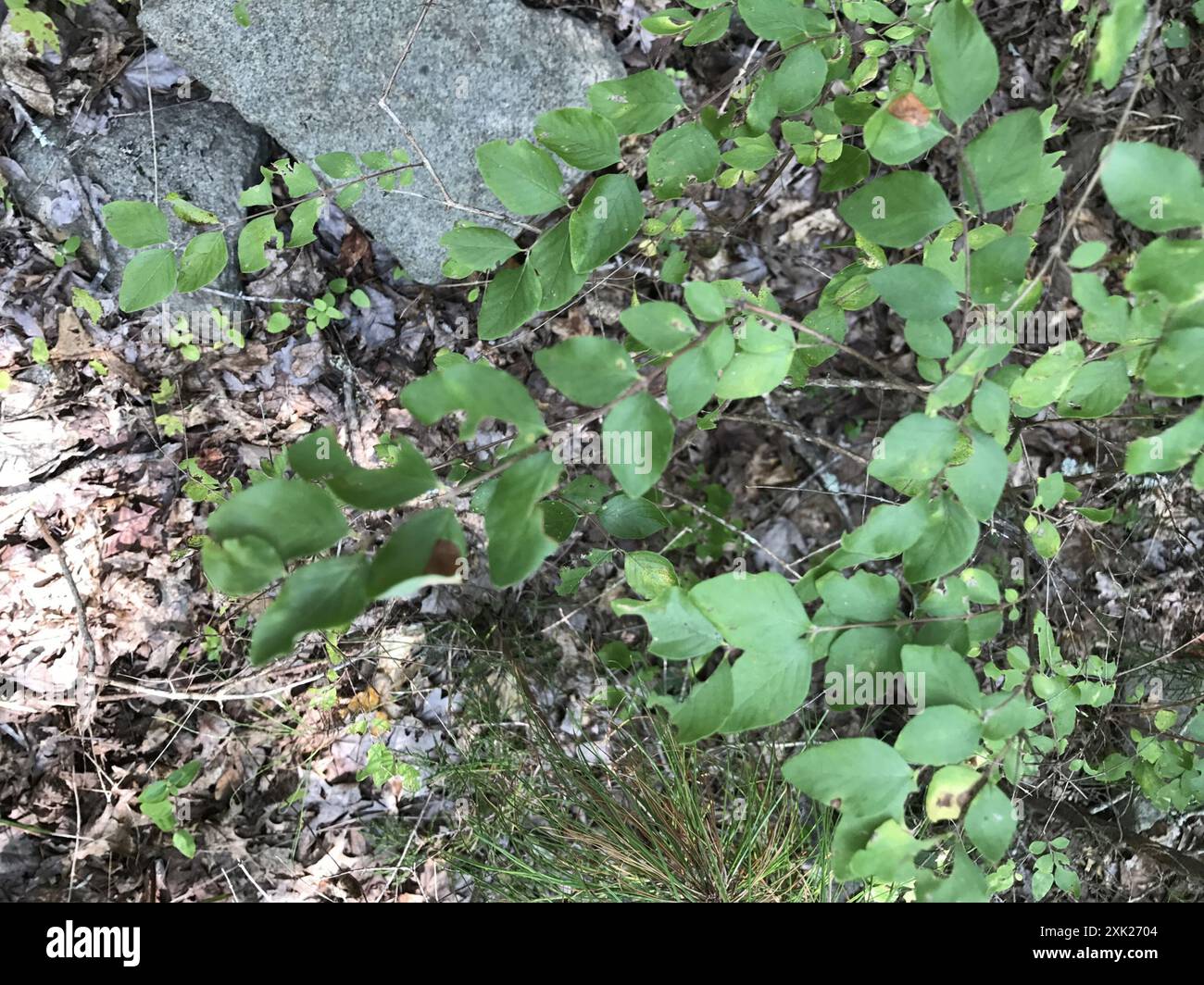 coralberry (Symphoricarpos orbiculatus) Plantae Stock Photo - Alamy
