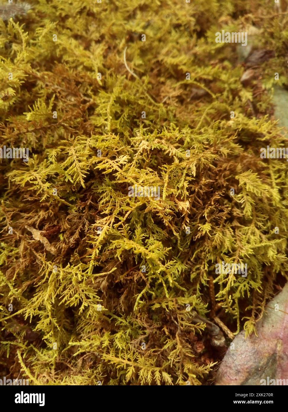 delicate fern moss (Thuidium delicatulum) Plantae Stock Photo - Alamy