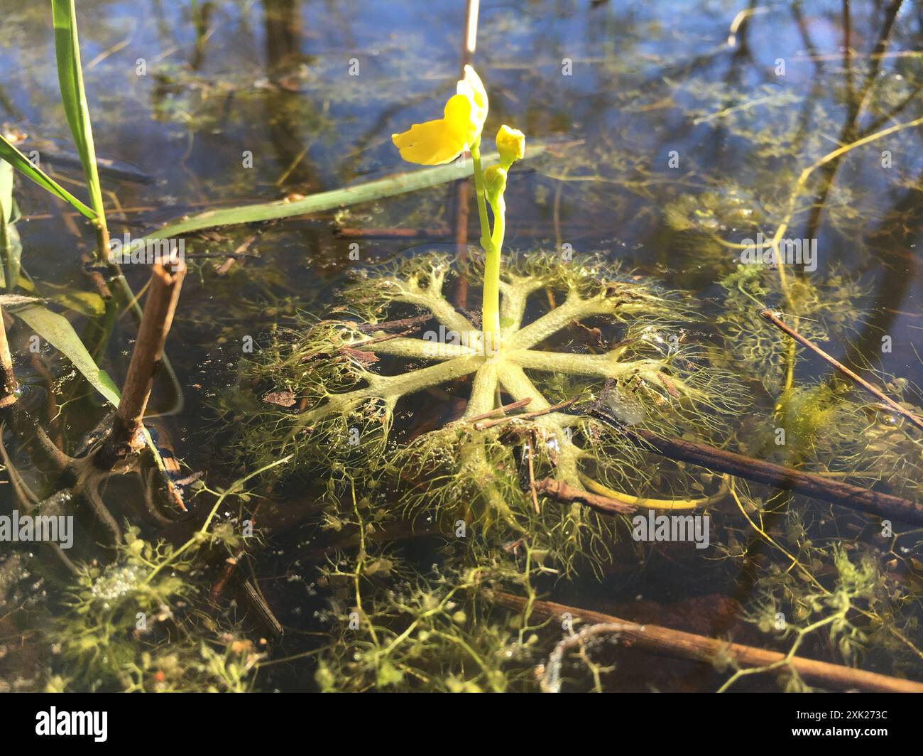 Small Swollen Bladderwort (Utricularia radiata) Plantae Stock Photo - Alamy