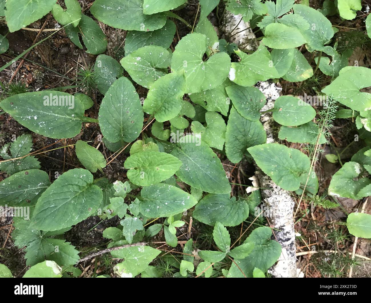 primrose-leaved violet (Viola primulifolia) Plantae Stock Photo - Alamy