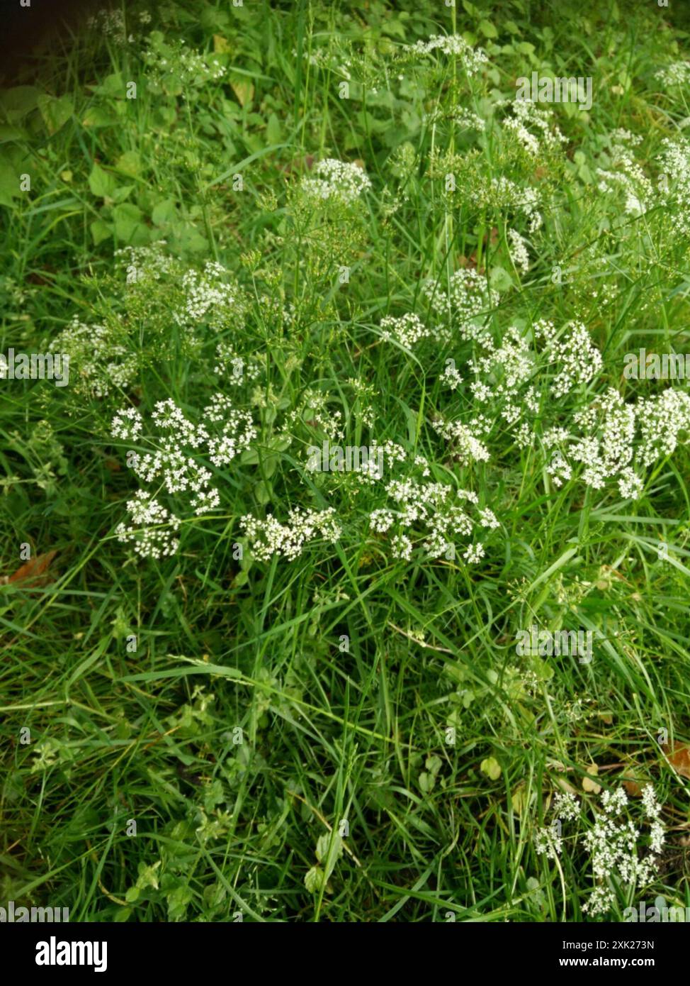 Pignut (Conopodium majus) Plantae Stock Photo - Alamy