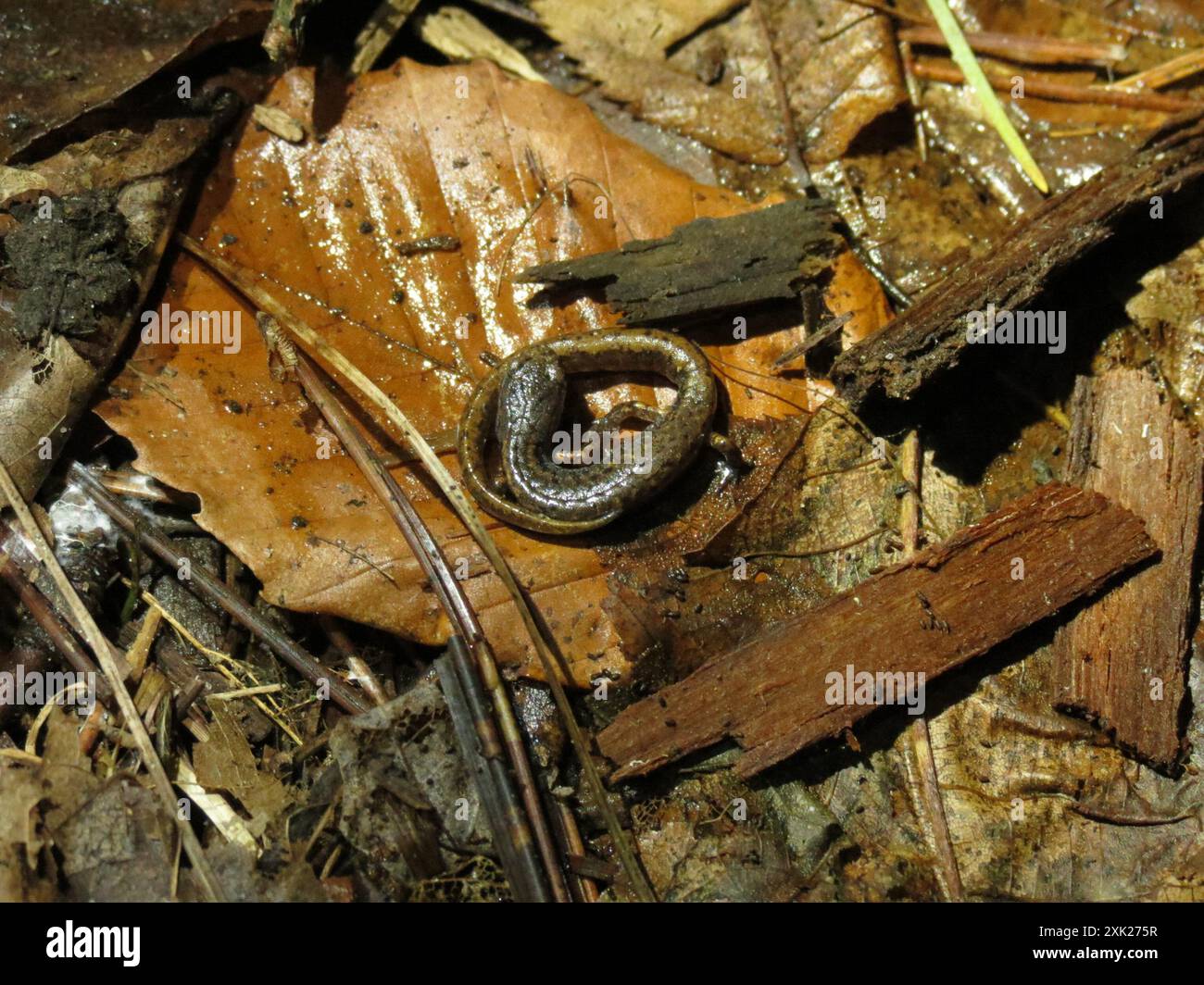 Four-toed Salamander (Hemidactylium scutatum) Amphibia Stock Photo - Alamy