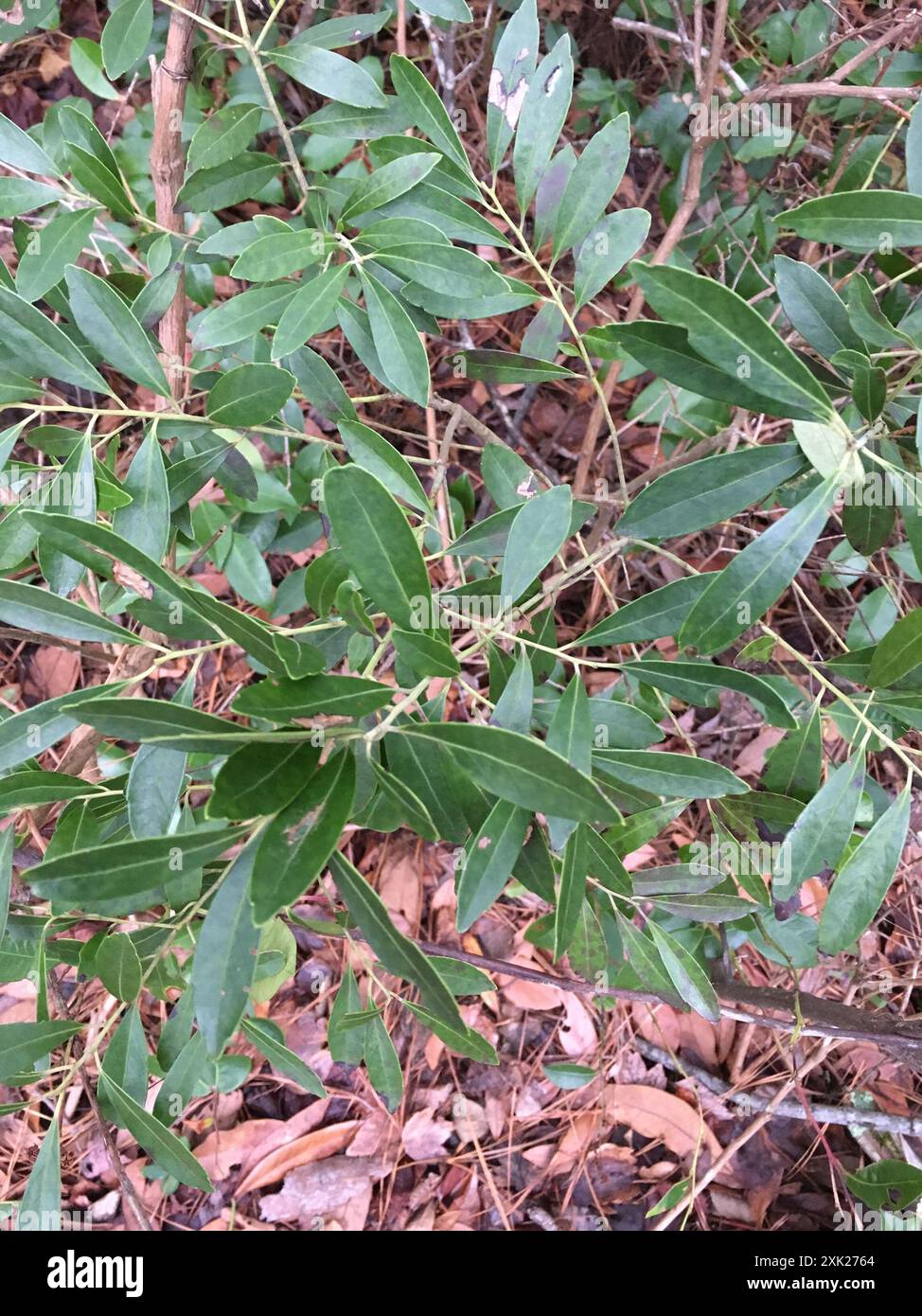 gallberry (Ilex glabra) Plantae Stock Photo - Alamy
