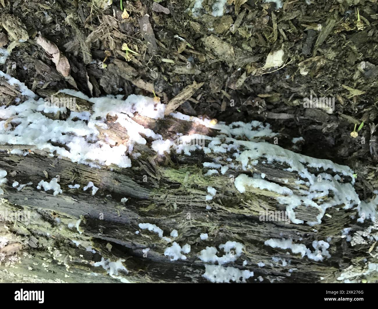 slime molds (Mycetozoa) Protozoa Stock Photo - Alamy