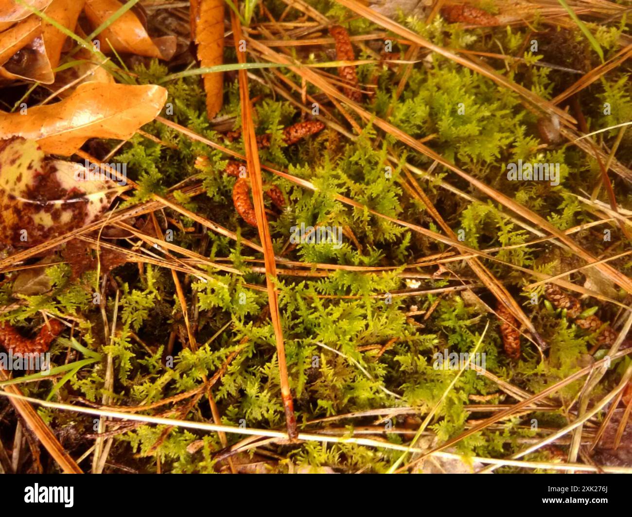 delicate fern moss (Thuidium delicatulum) Plantae Stock Photo - Alamy