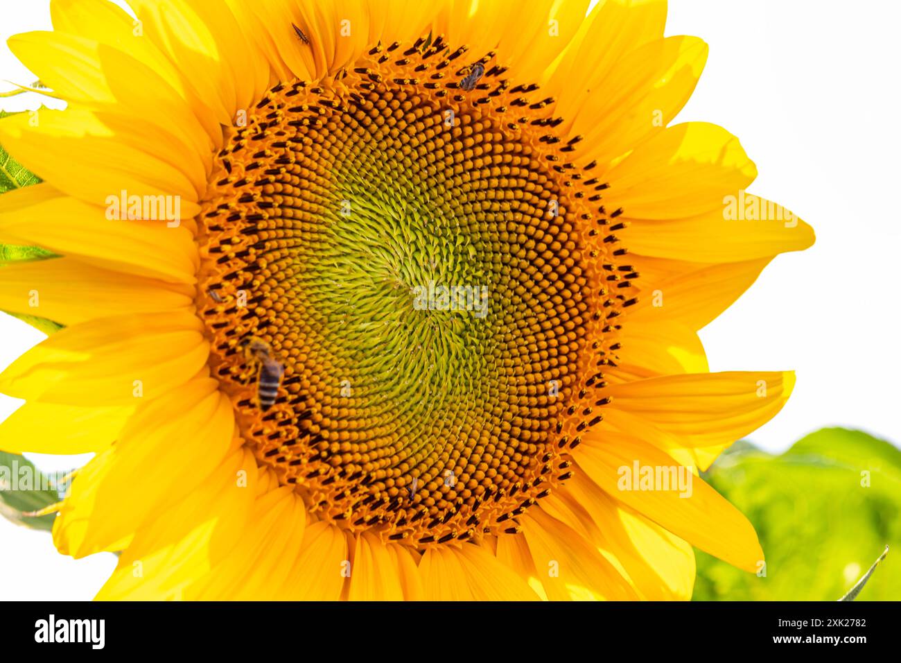 Yellow sunflower with green leaves on a blurry background on a sunny ...