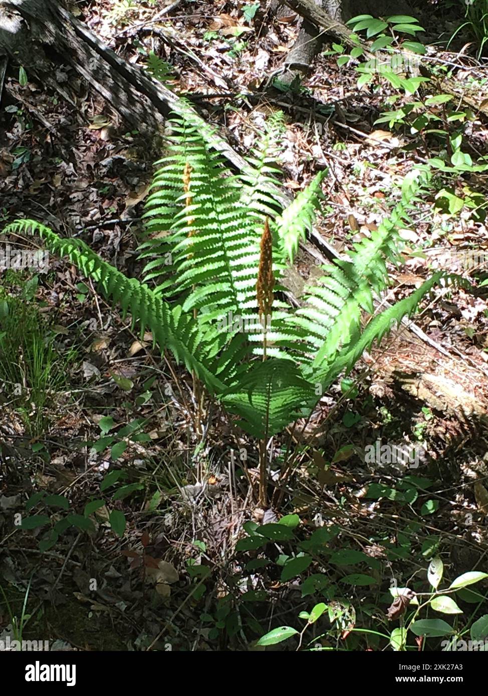 cinnamon fern (Osmundastrum cinnamomeum) Plantae Stock Photo - Alamy