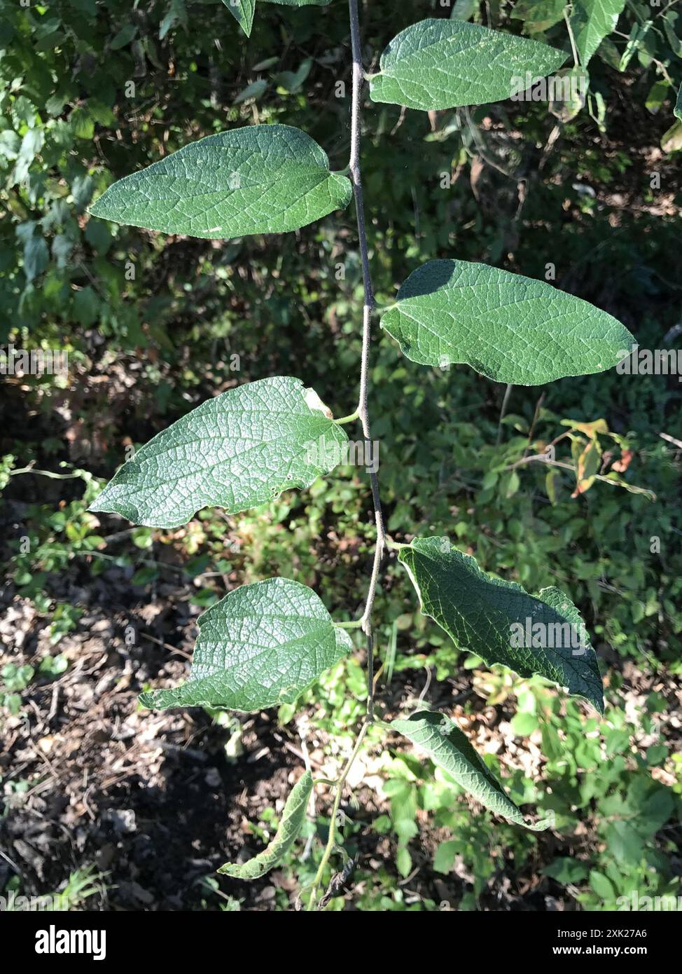 netleaf hackberry (Celtis reticulata) Plantae Stock Photo - Alamy