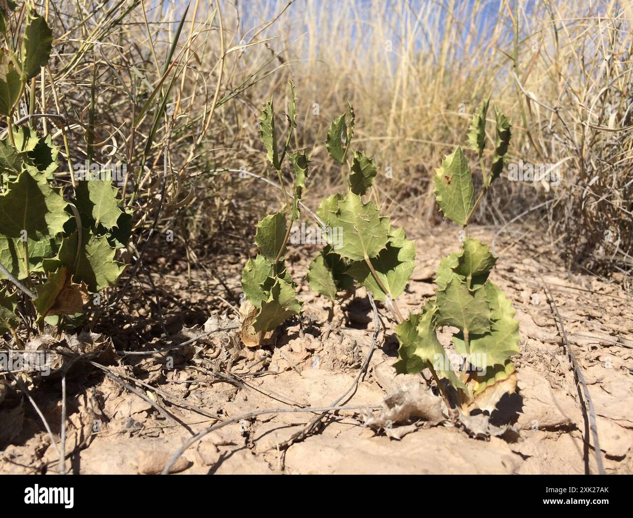 dwarf desert peony (Acourtia nana) Plantae Stock Photo - Alamy