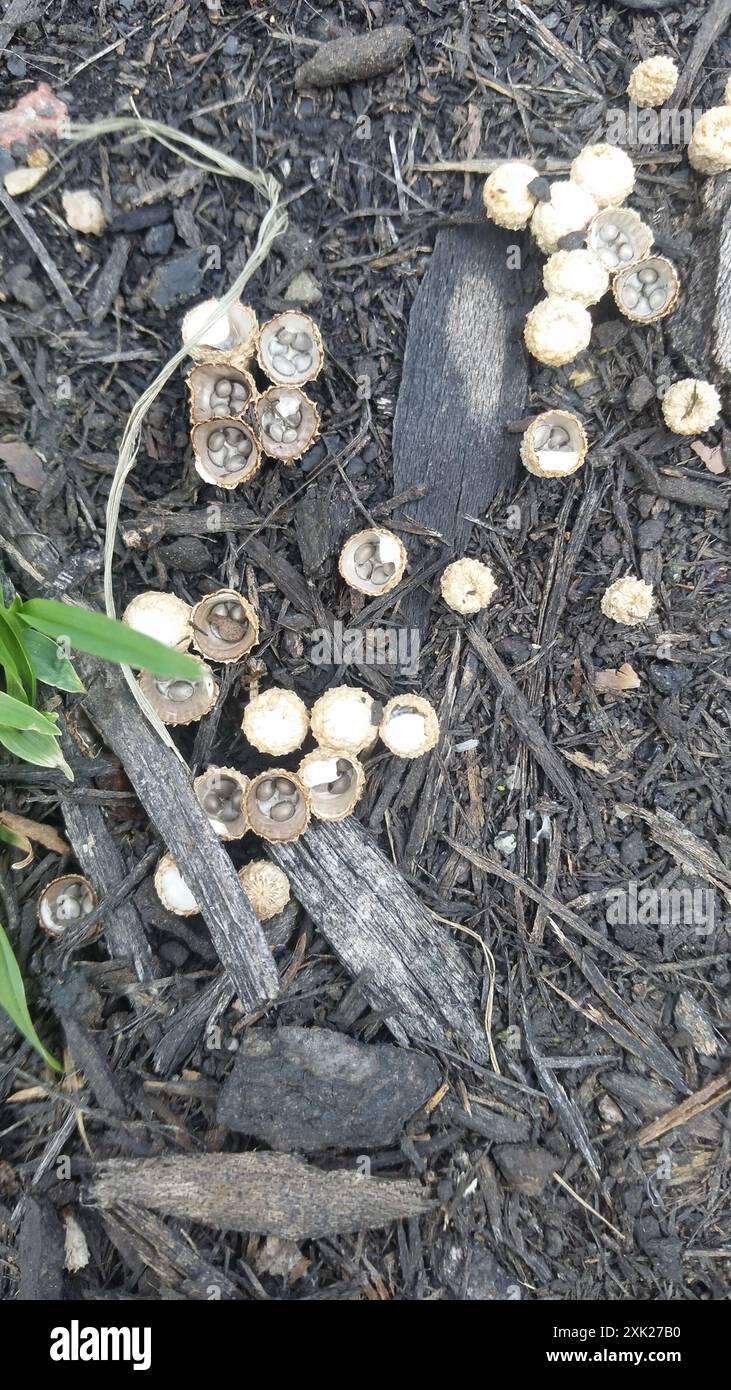 bird's nest fungi (Nidulariaceae) Fungi Stock Photo - Alamy