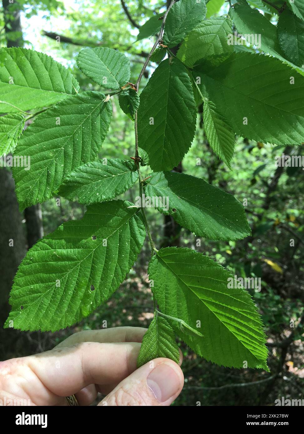 American hophornbeam (Ostrya virginiana) Plantae Stock Photo - Alamy