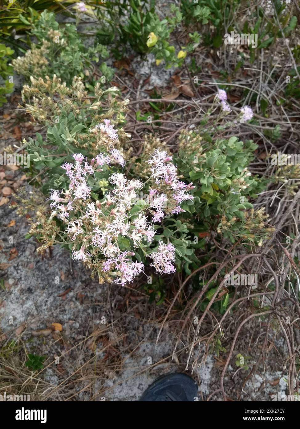 garberia (Garberia heterophylla) Plantae Stock Photo - Alamy