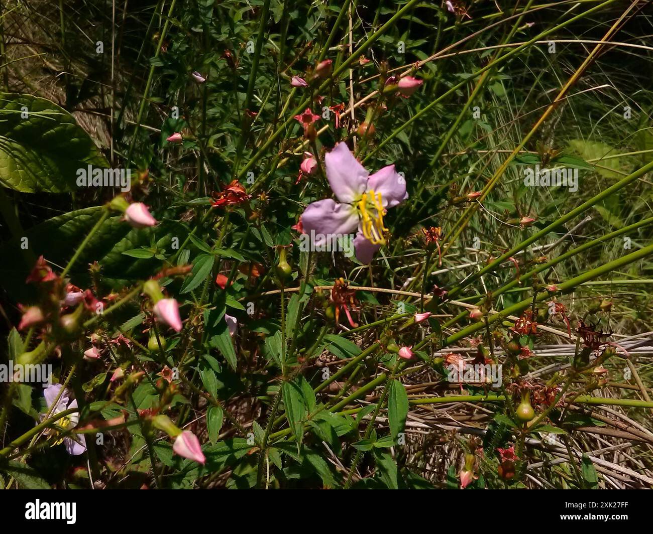 Meadowbeauties (Rhexia) Plantae Stock Photo - Alamy