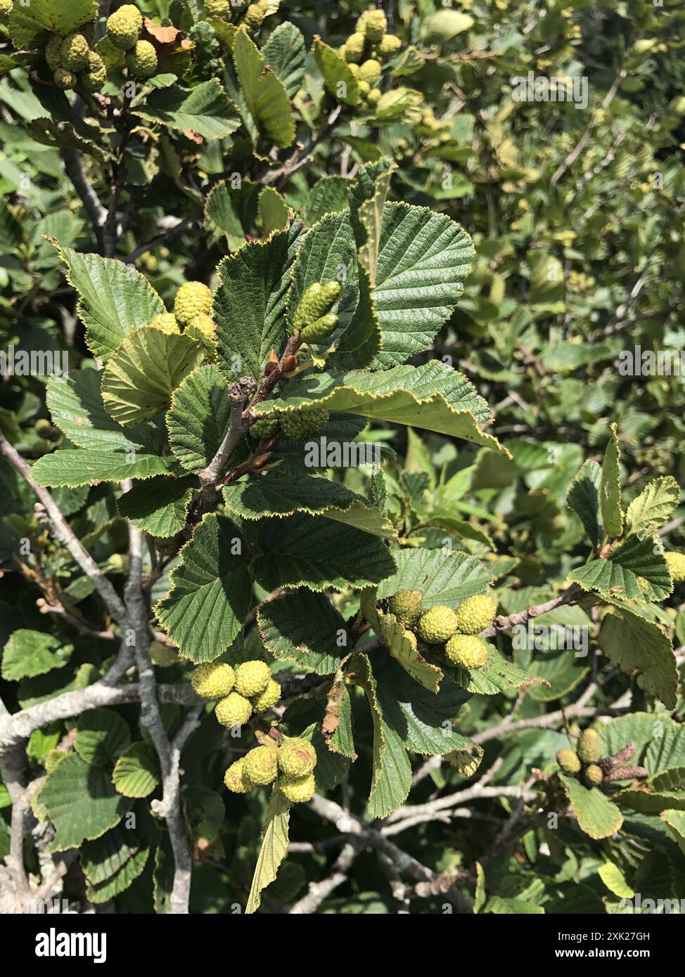 mountain alder (Alnus alnobetula crispa) Plantae Stock Photo - Alamy