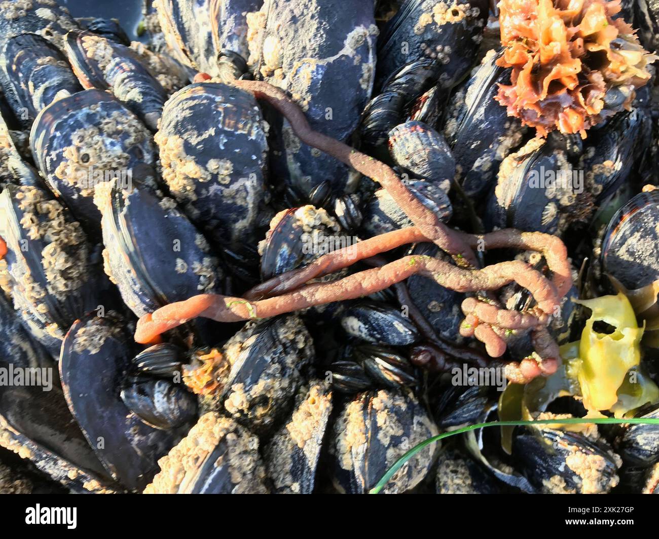 Nemalion sea noodle hi-res stock photography and images - Alamy