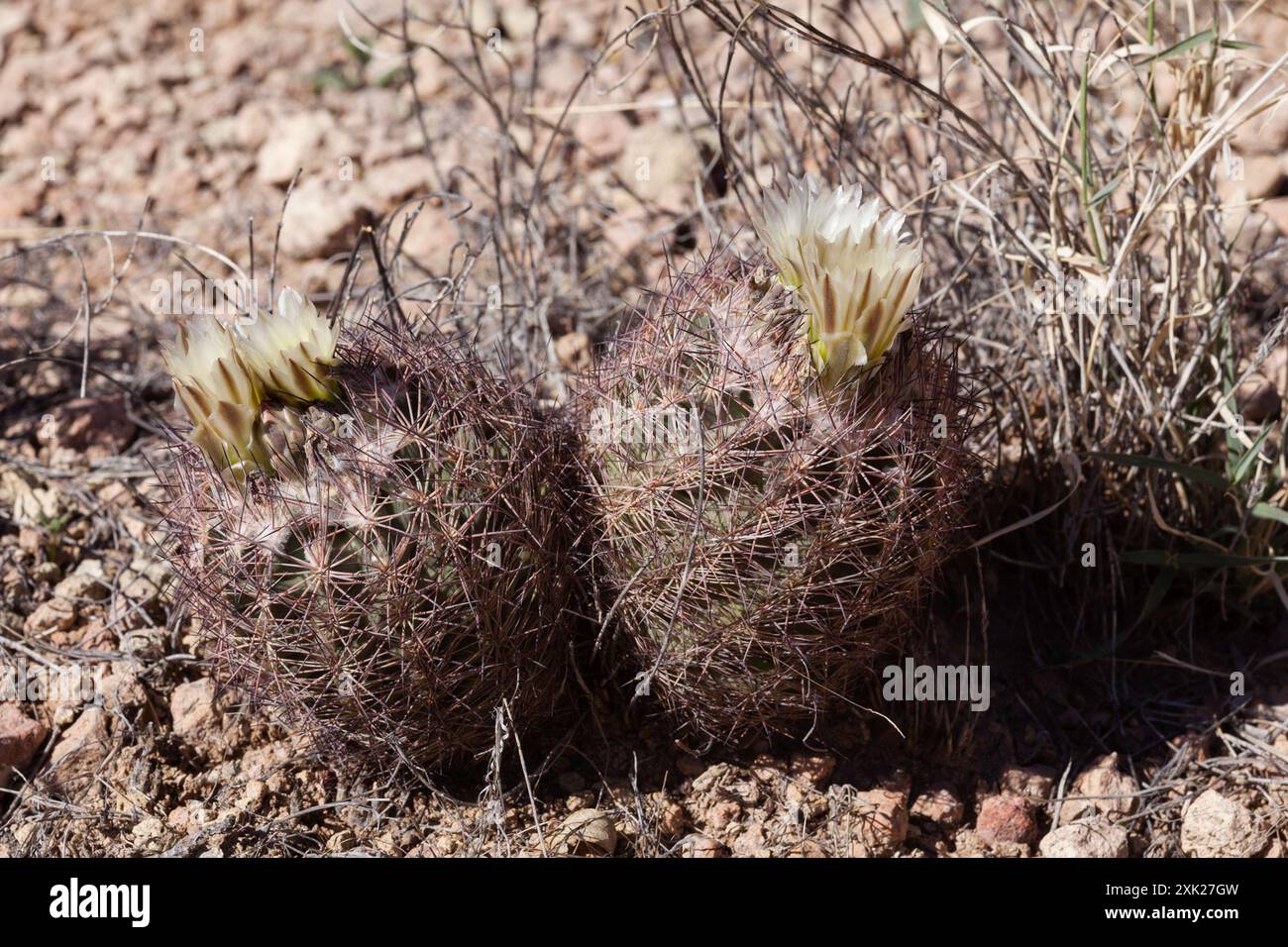 Woven-spine Pineapple Cactus (Echinomastus intertextus) Plantae Stock ...