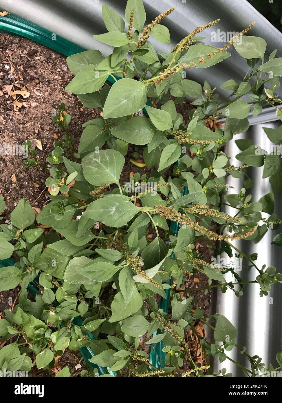 green amaranth (Amaranthus viridis) Plantae Stock Photo - Alamy