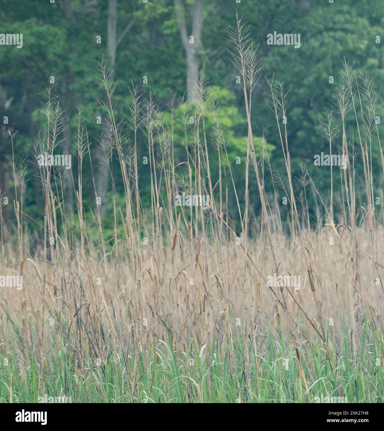 monocots (Liliopsida) Plantae Stock Photo - Alamy