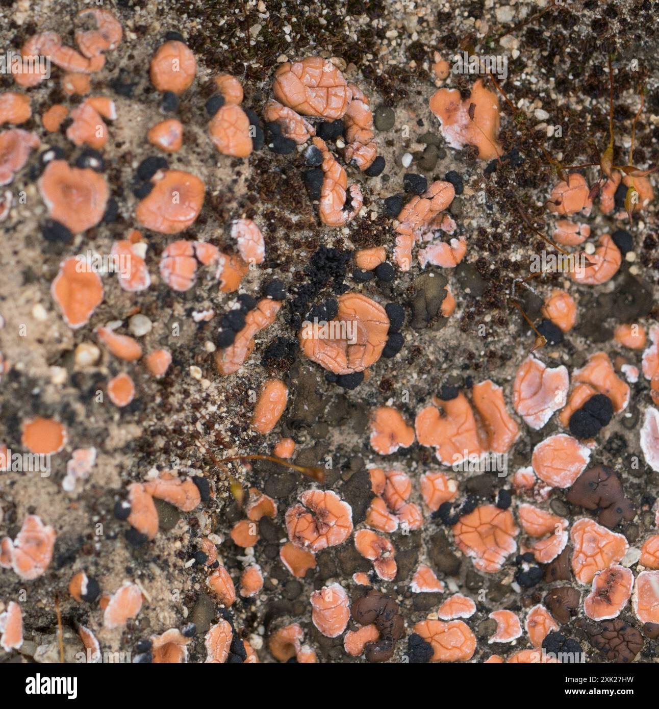 Blushing Scale (Psora decipiens) Fungi Stock Photo - Alamy