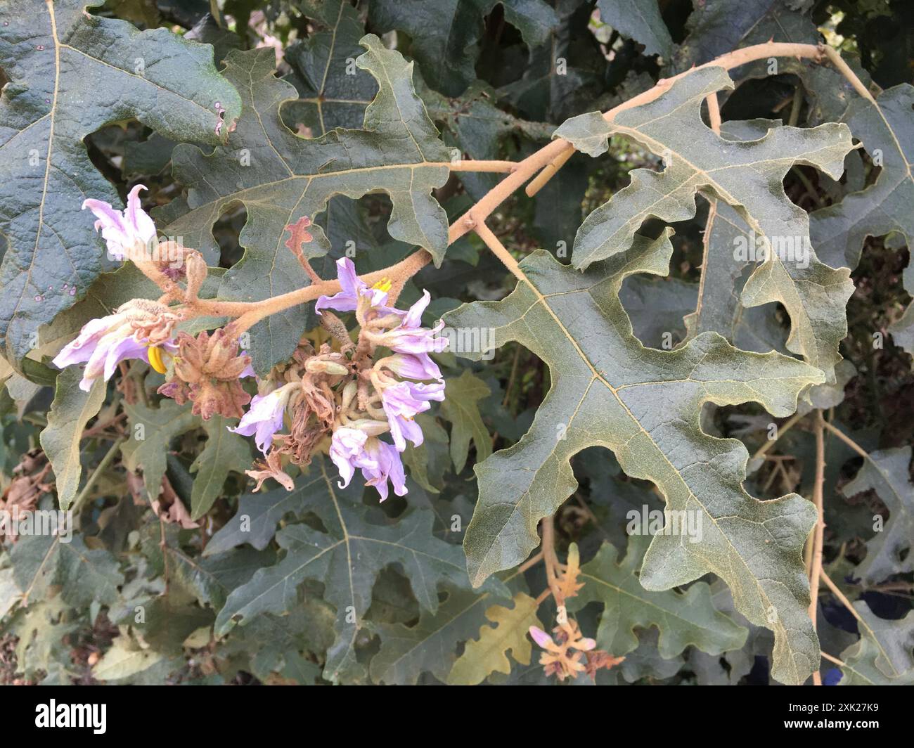 giant devil's-fig (Solanum chrysotrichum) Plantae Stock Photo - Alamy