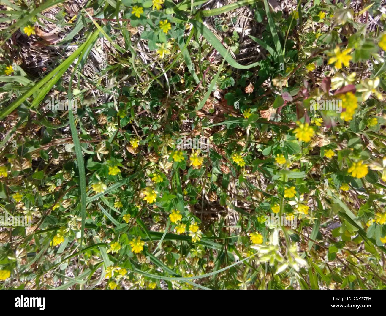 Lesser hop trefoil (Trifolium dubium) Plantae Stock Photo - Alamy