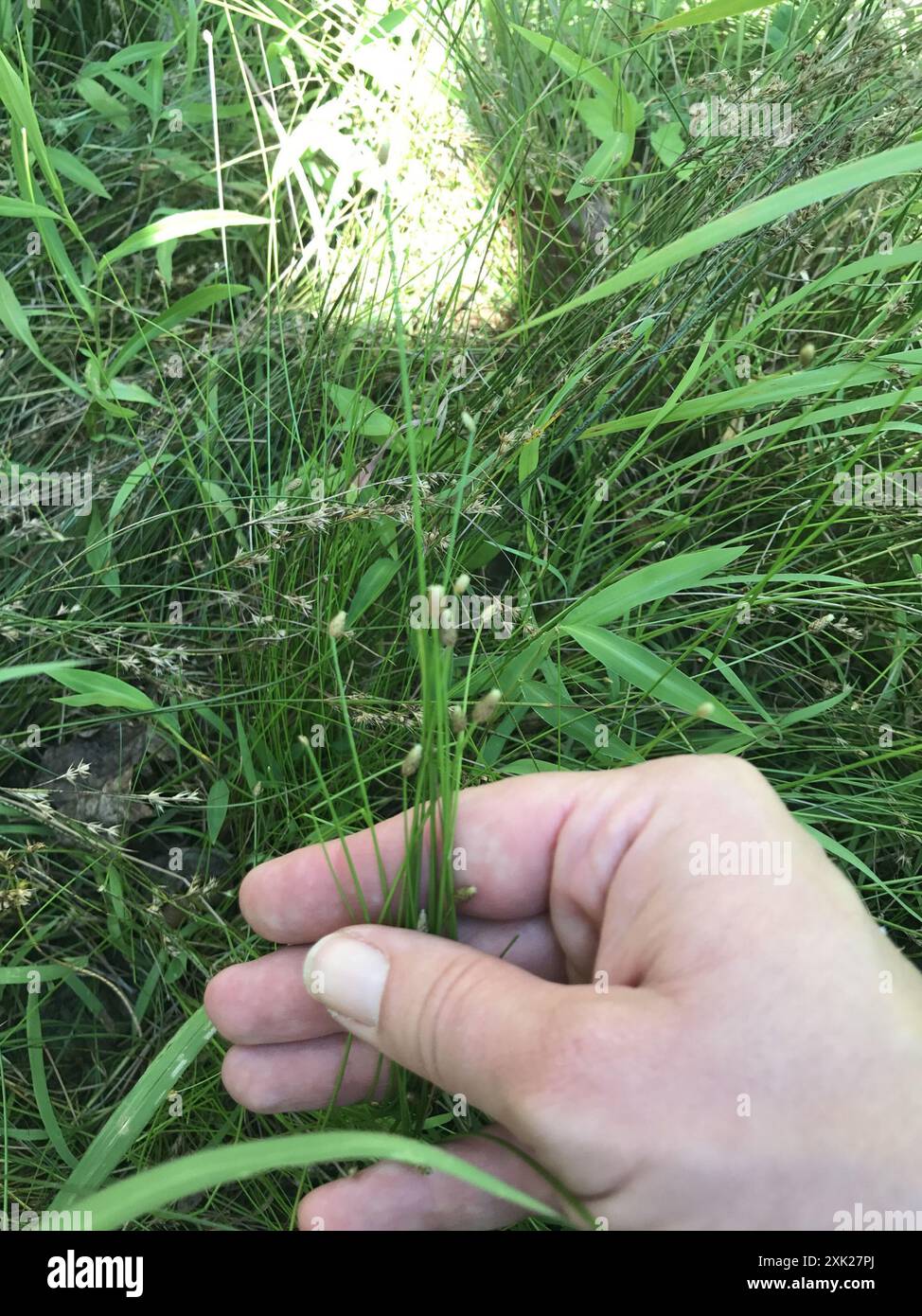 Blunt Spikerush (Eleocharis obtusa) Plantae Stock Photo - Alamy