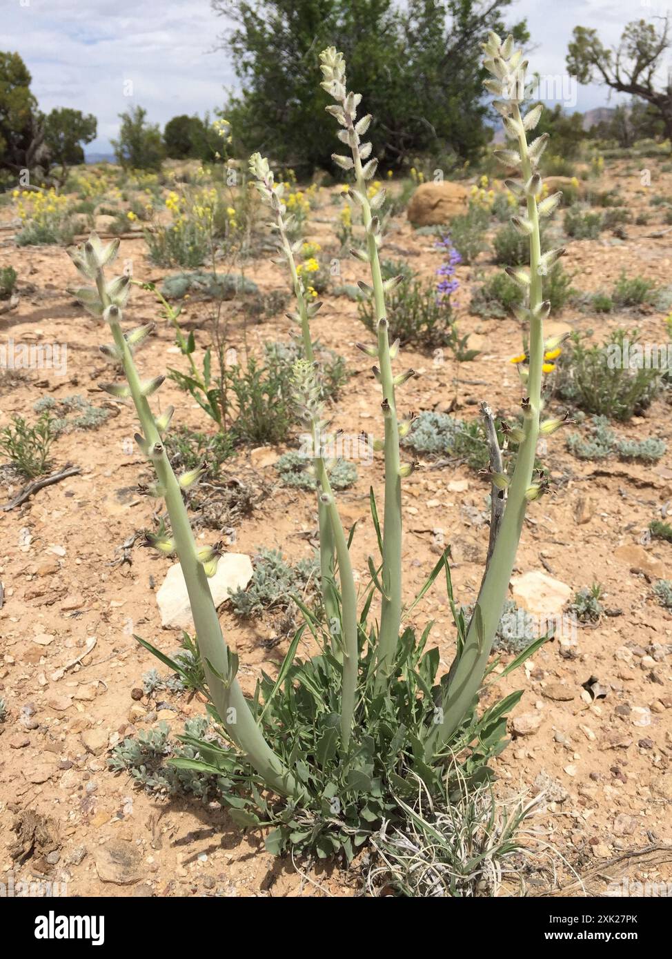 thick-stem wild cabbage (Caulanthus crassicaulis) Plantae Stock Photo ...