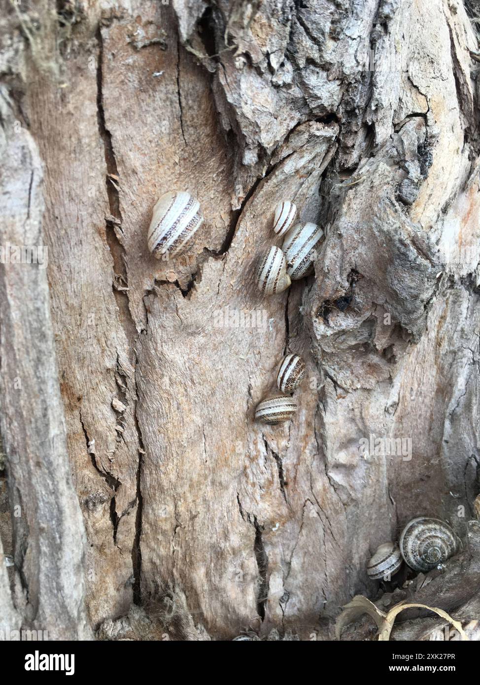 Milk Snail (Otala lactea) Mollusca Stock Photo - Alamy