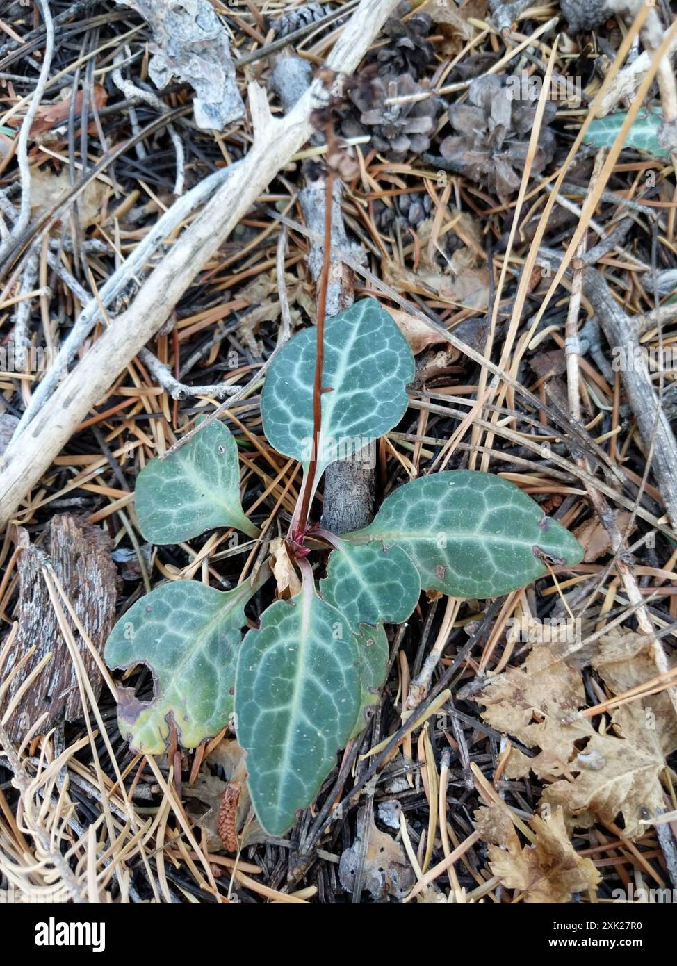 white-veined wintergreen (Pyrola picta) Plantae Stock Photo - Alamy
