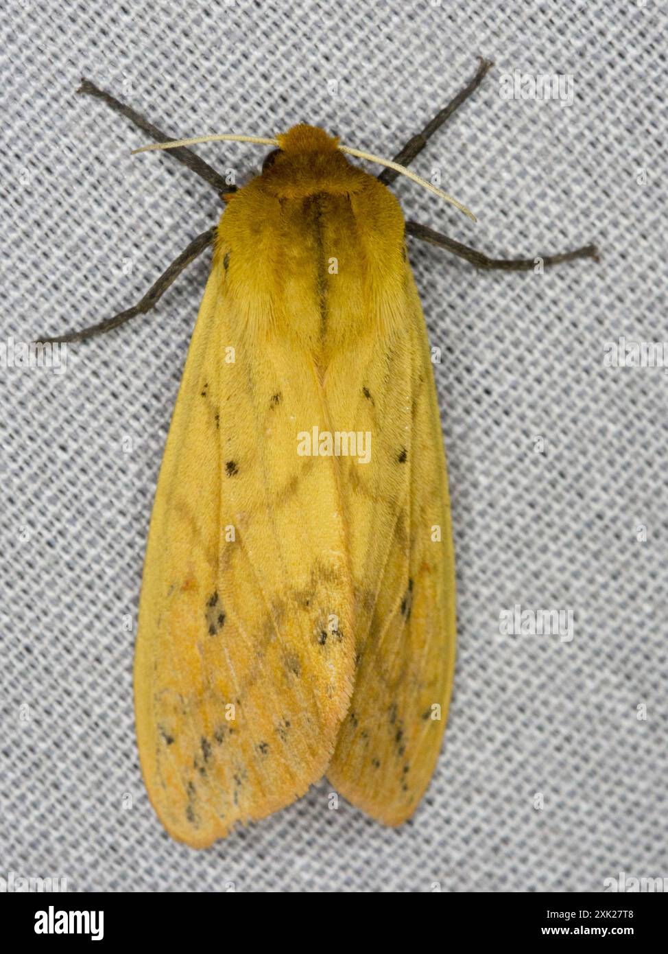 Isabella Tiger Moth (Pyrrharctia isabella) Insecta Stock Photo - Alamy