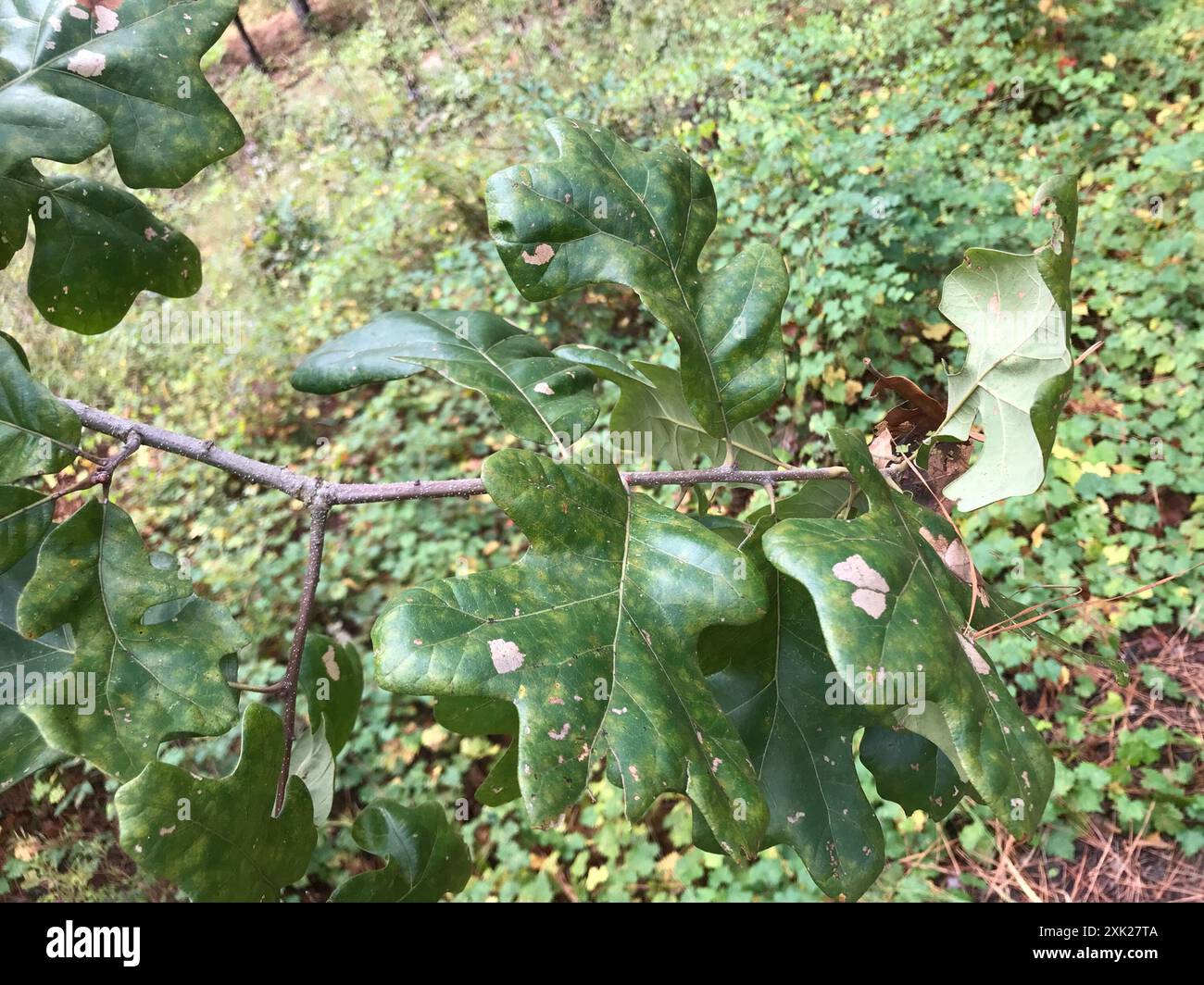 post oak (Quercus stellata) Plantae Stock Photo - Alamy