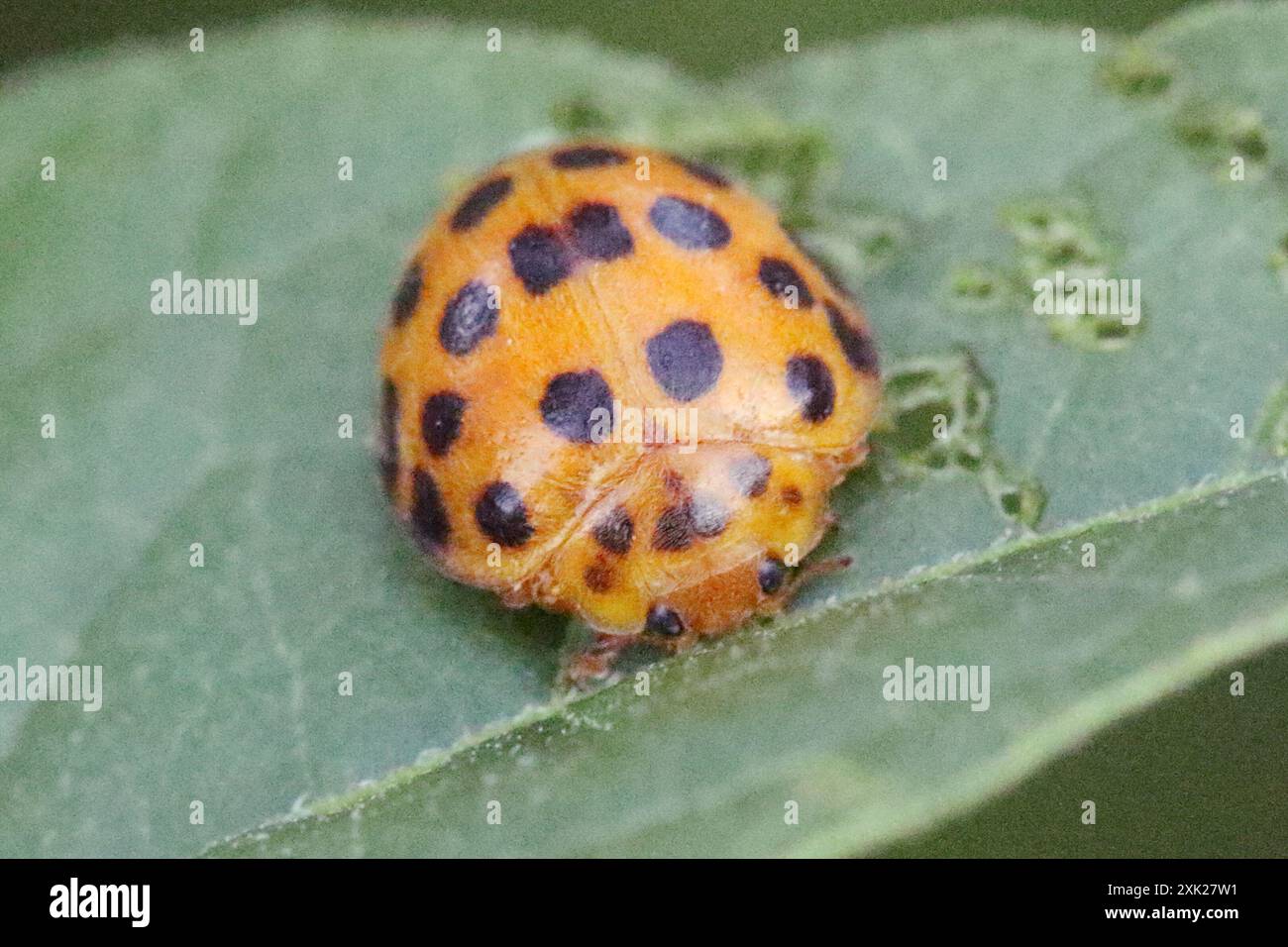 Hadda Beetle (Henosepilachna vigintioctopunctata) Insecta Stock Photo ...