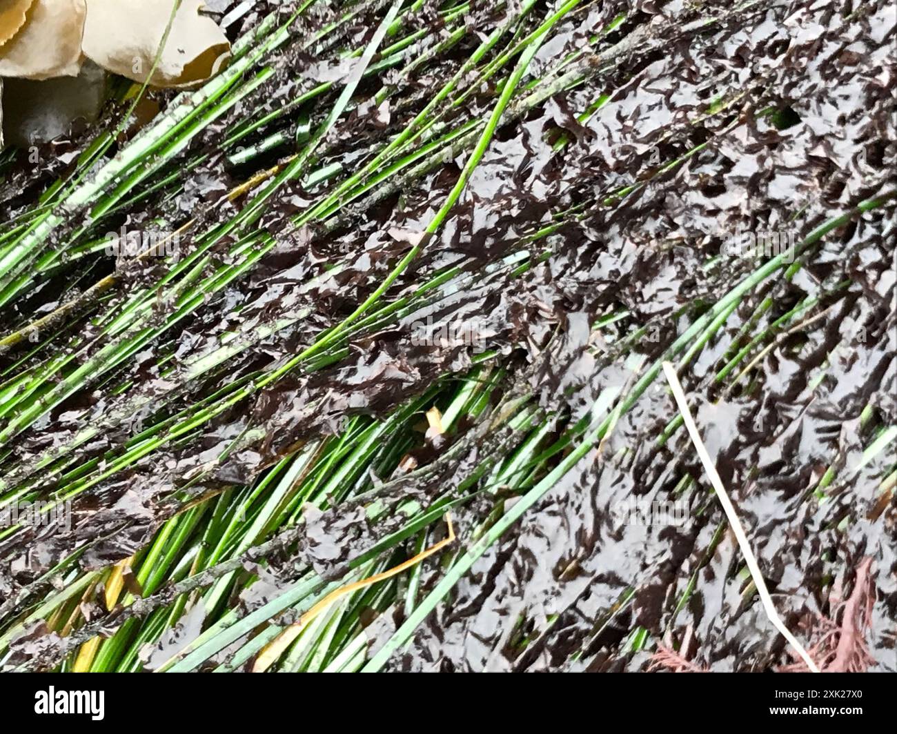seagrass laver (Smithora naiadum) Plantae Stock Photo - Alamy