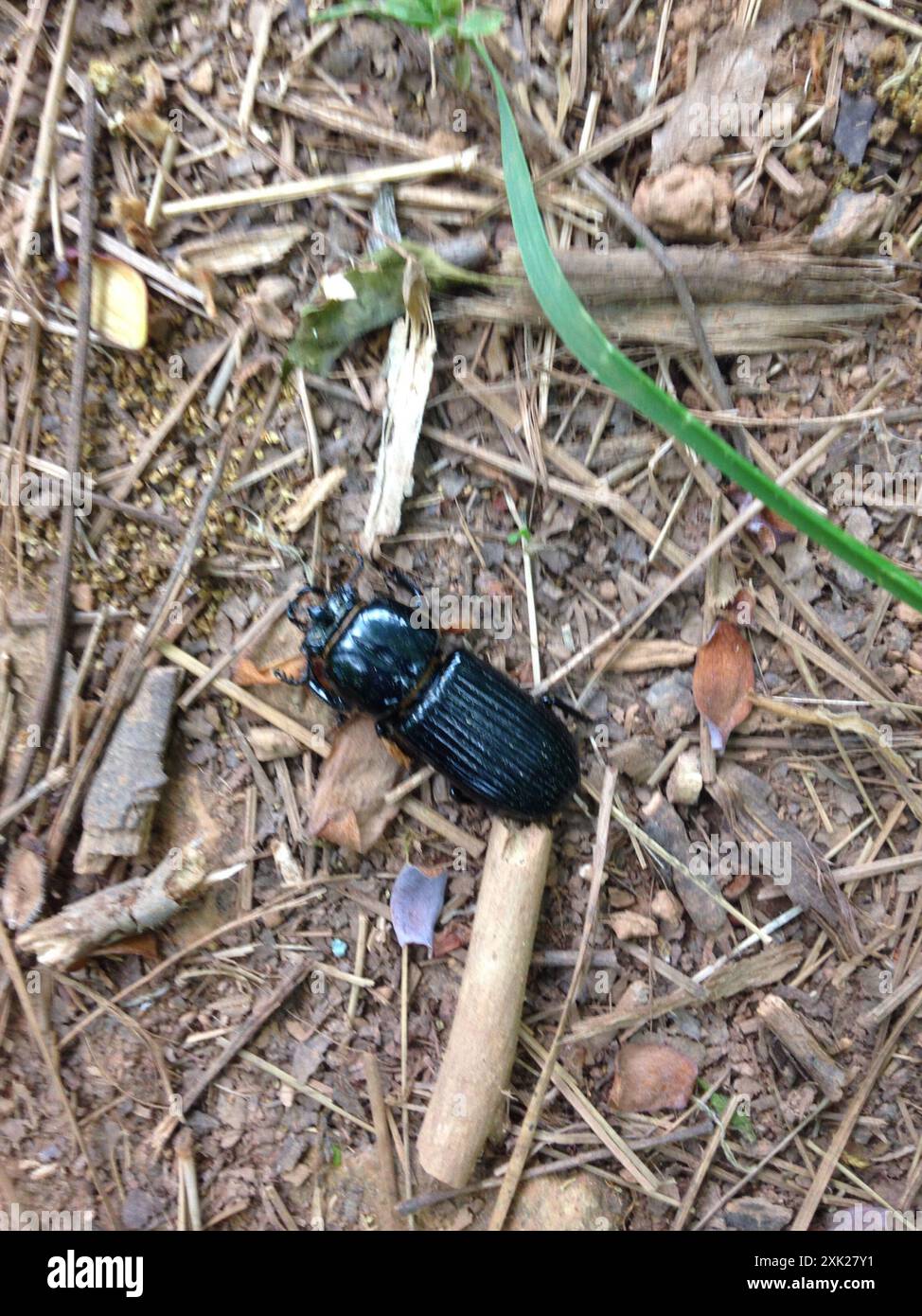 Horned Passalus Beetle (Odontotaenius disjunctus) Insecta Stock Photo ...