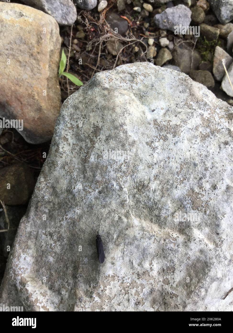 Little Black Caddisflies (Chimarra) Insecta Stock Photo - Alamy