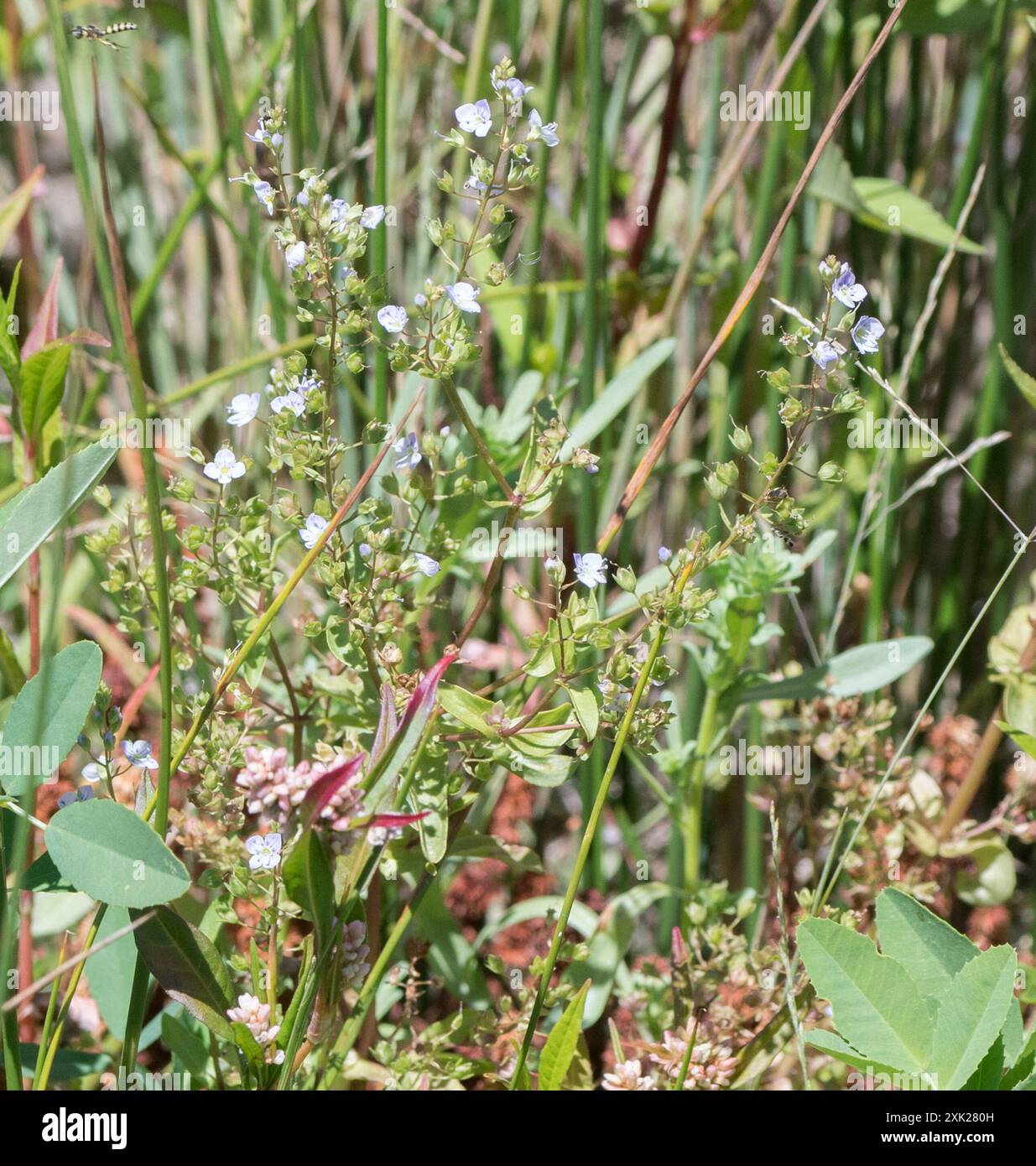 blue water-speedwell (Veronica anagallis-aquatica) Plantae Stock Photo ...