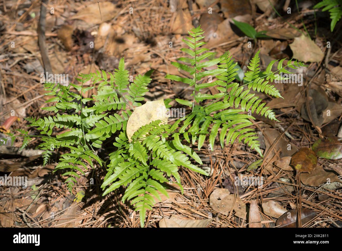 common bracken (Pteridium aquilinum) Plantae Stock Photo - Alamy