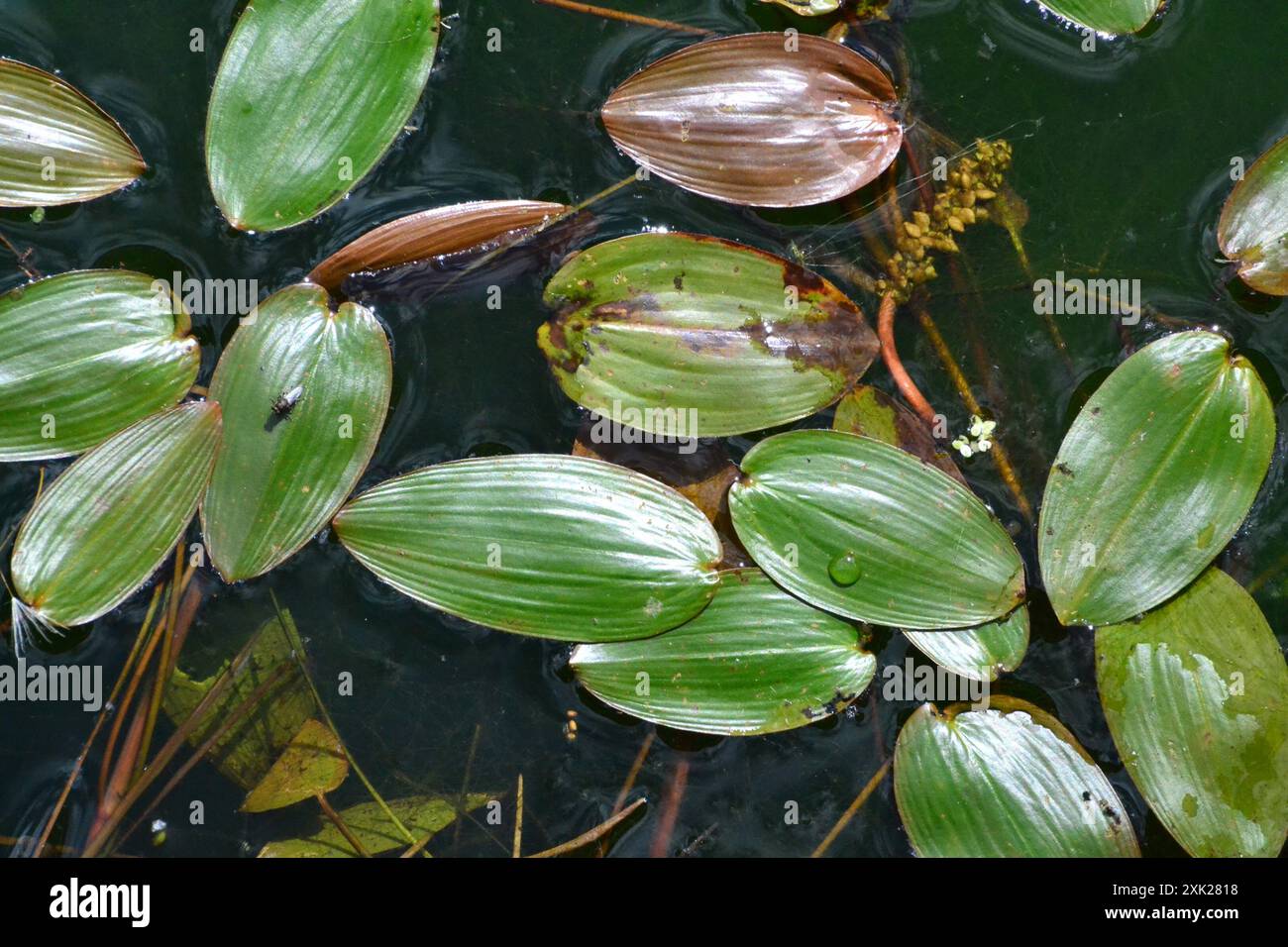 floating-leaved pondweed (Potamogeton natans) Plantae Stock Photo - Alamy