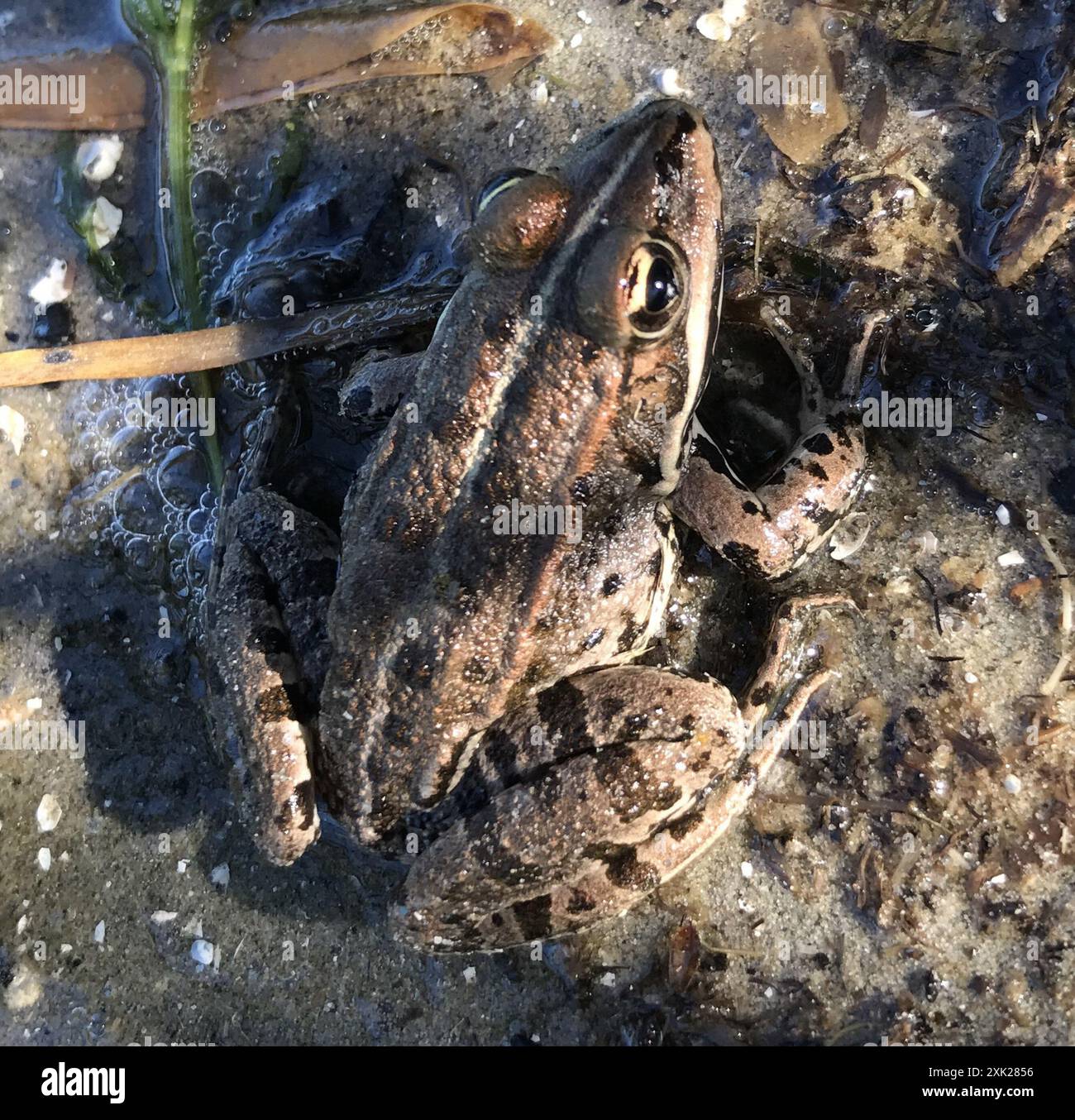 Water Frogs (Pelophylax) Amphibia Stock Photo - Alamy