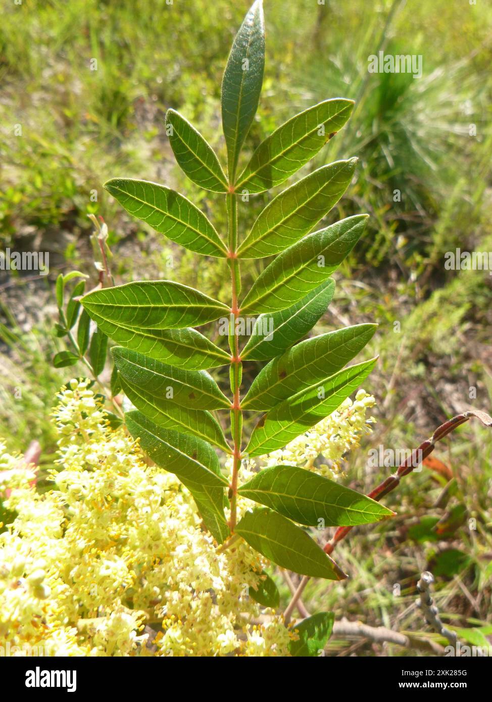 shining sumac (Rhus copallinum) Plantae Stock Photo - Alamy