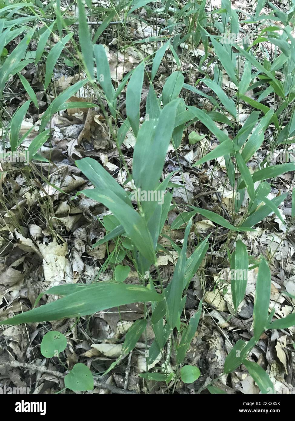 Long-awned Wood Grass (Brachyelytrum erectum) Plantae Stock Photo - Alamy