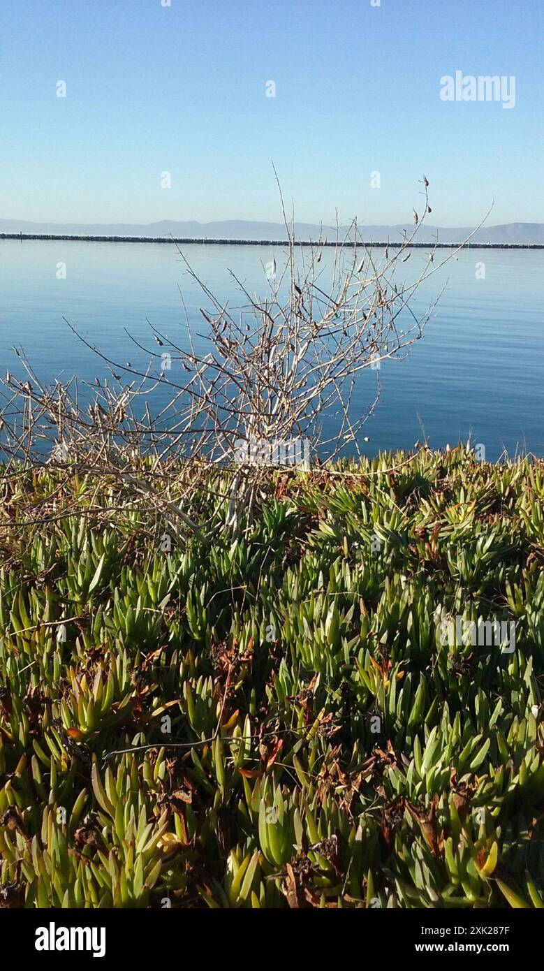 wild and domestic radish (Raphanus raphanistrum sativus) Plantae Stock ...