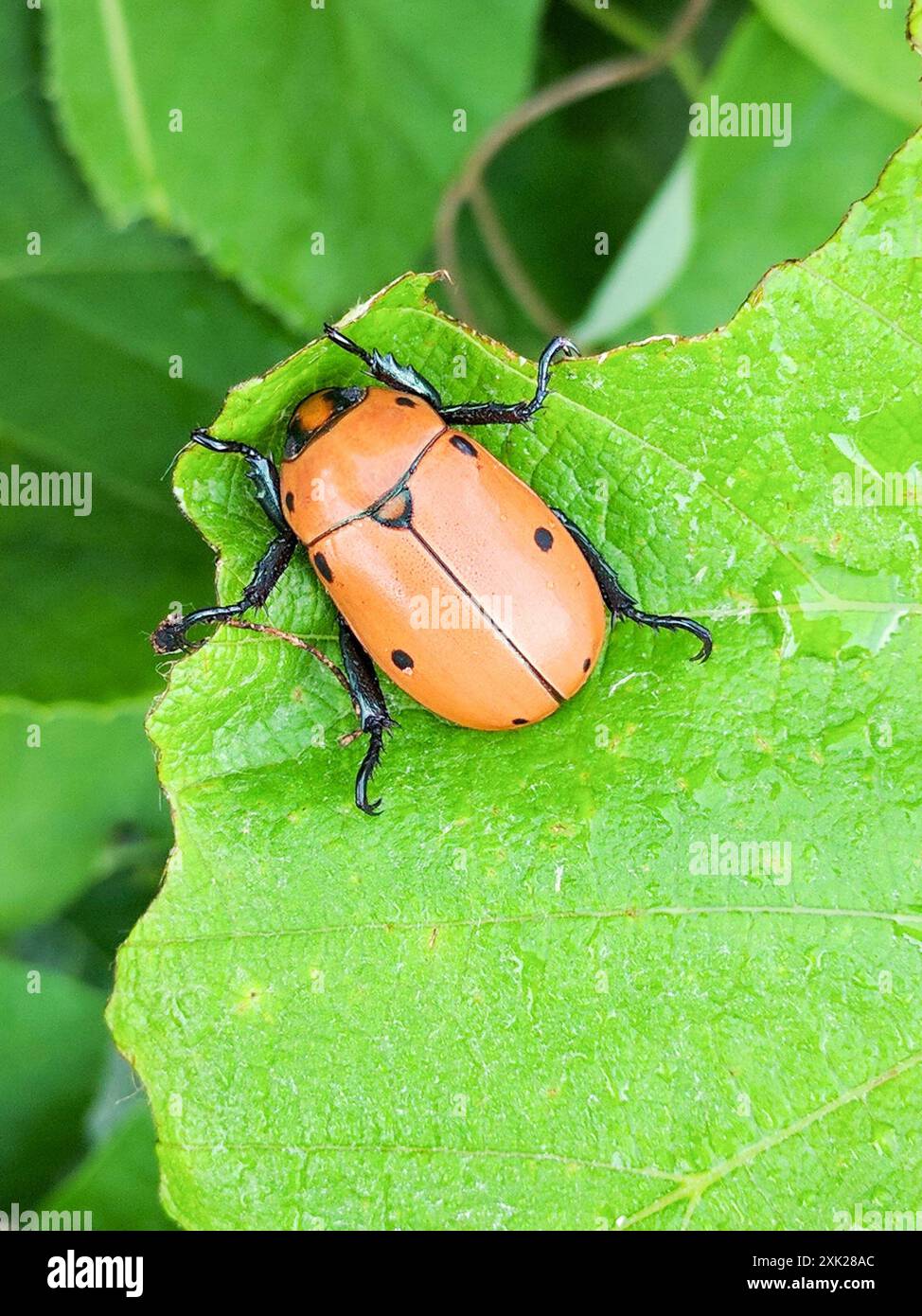 Grapevine Beetle (Pelidnota punctata) Insecta Stock Photo - Alamy