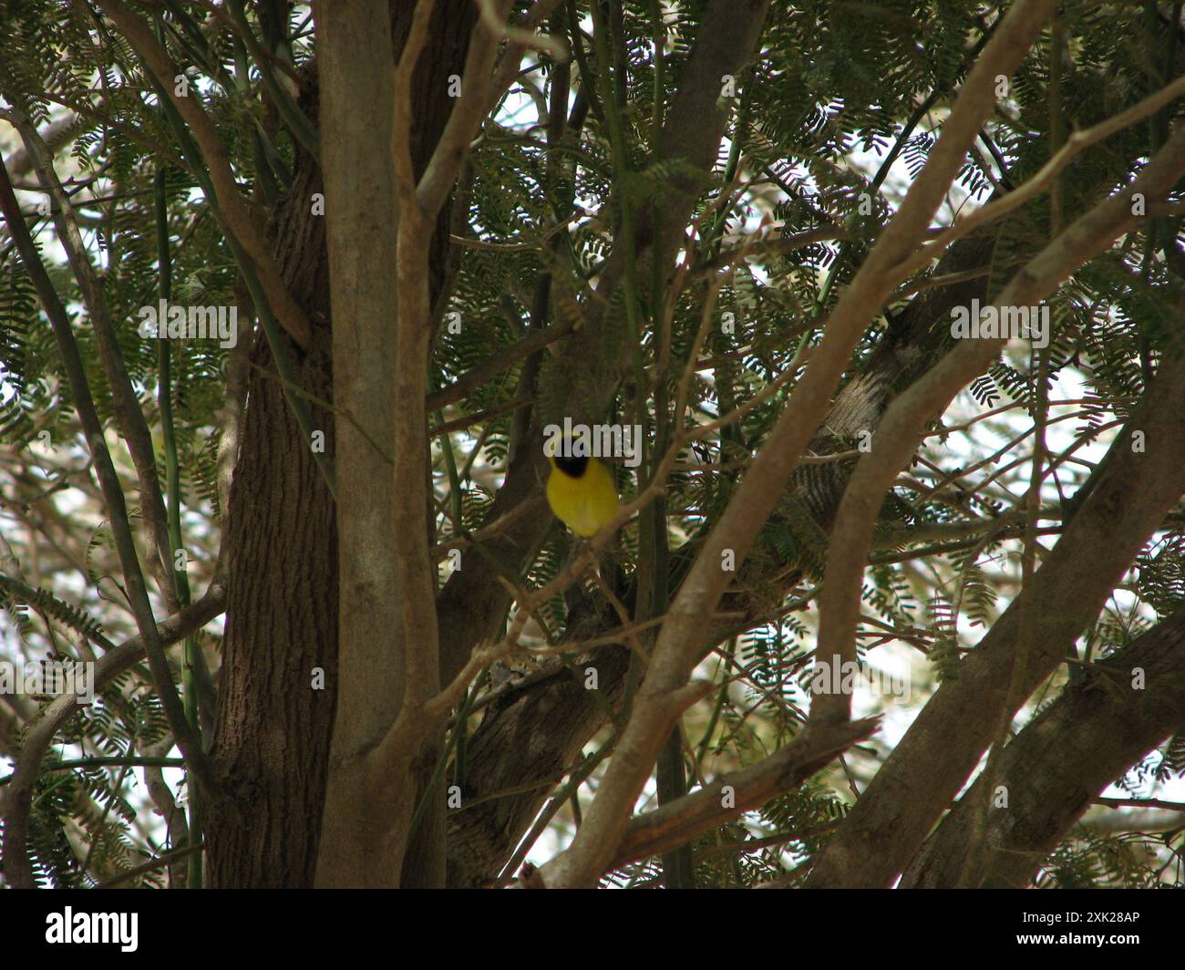 Little Weaver (Ploceus luteolus) Aves Stock Photo - Alamy