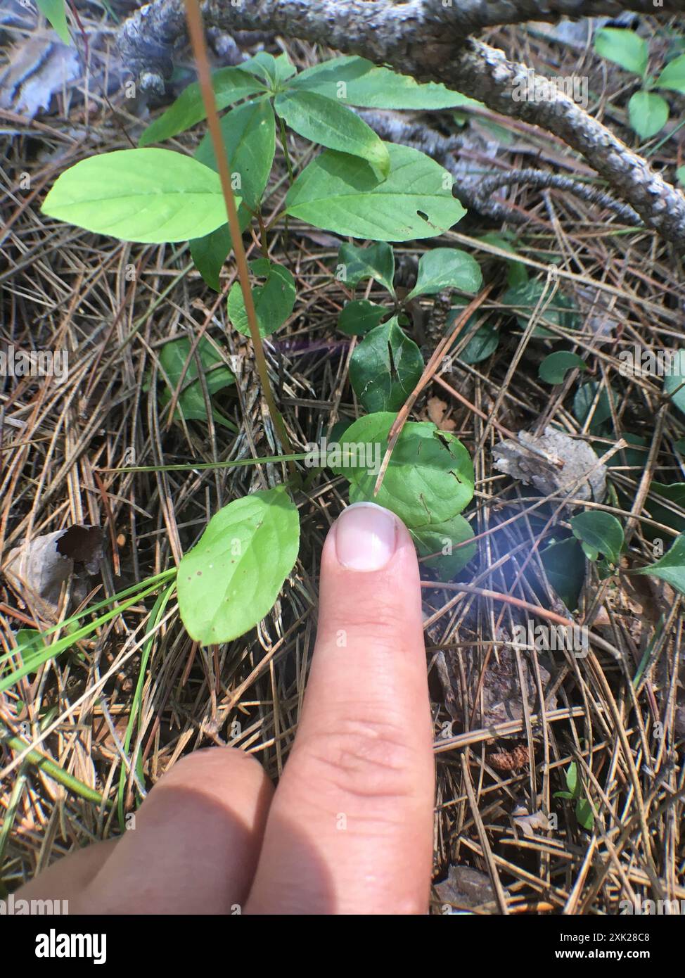 shinleaf (Pyrola elliptica) Plantae Stock Photo - Alamy