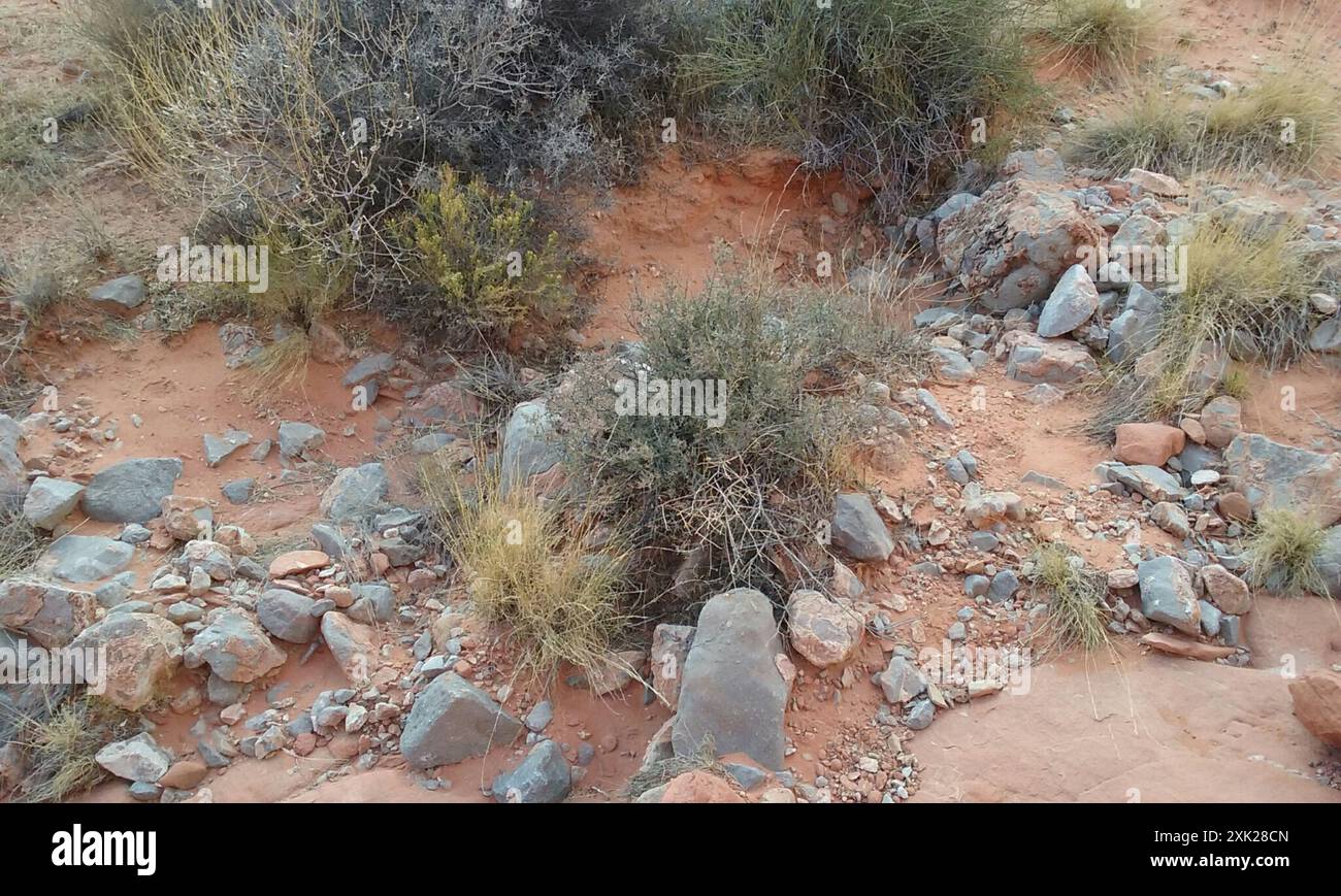 Littleleaf Rhatany (Krameria erecta) Plantae Stock Photo - Alamy