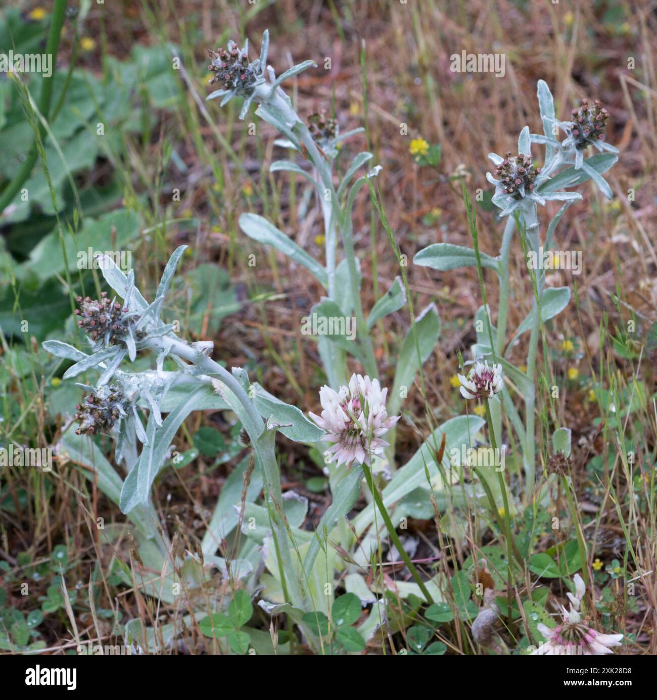 Everlastings and Cudweeds (Gamochaeta) Plantae Stock Photo - Alamy
