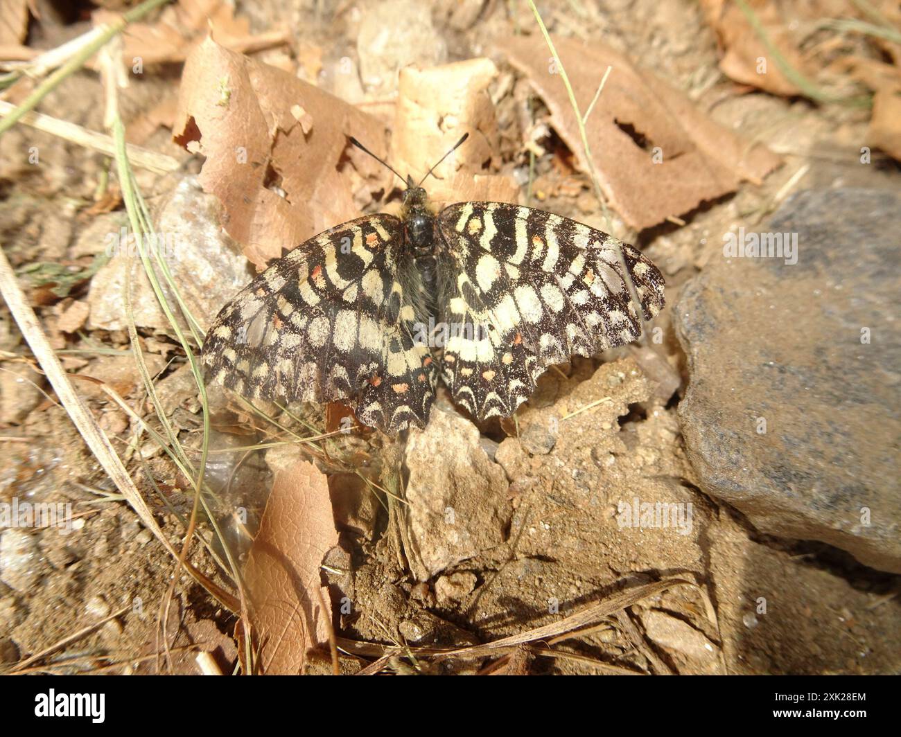 Spanish Festoon (Zerynthia rumina) Insecta Stock Photo - Alamy