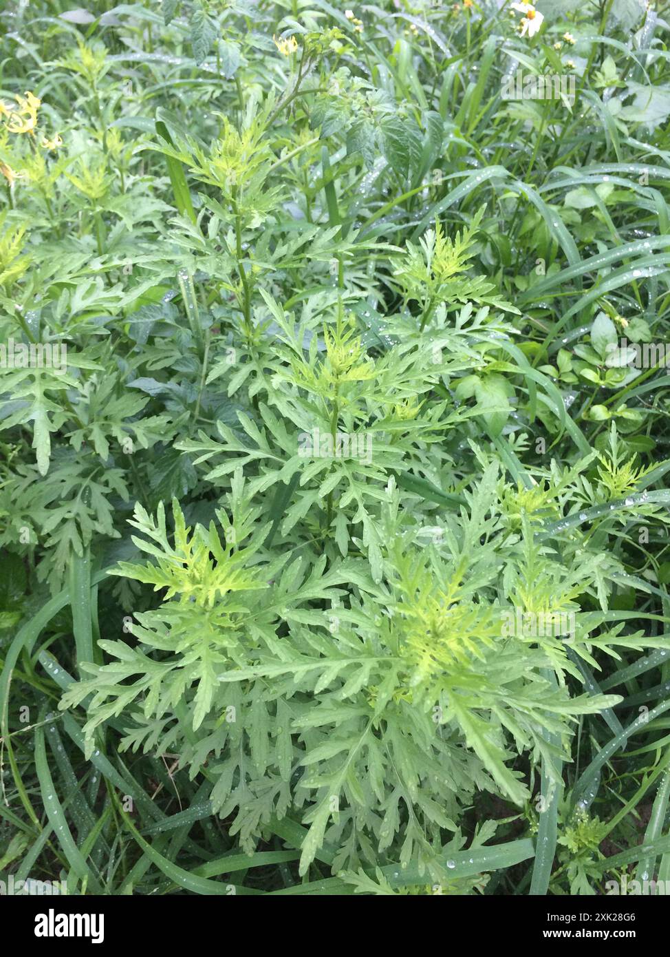 western ragweed (Ambrosia psilostachya) Plantae Stock Photo - Alamy